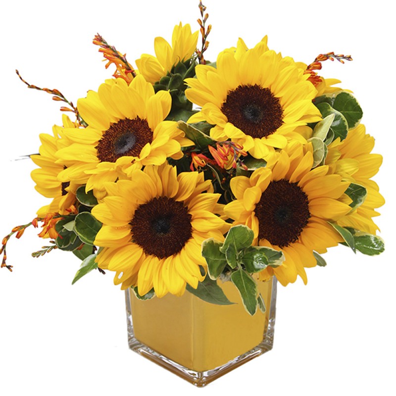 Arrangement of 10 Sunflowers in a Glass Cube | Ideal Gift from KukyFlor