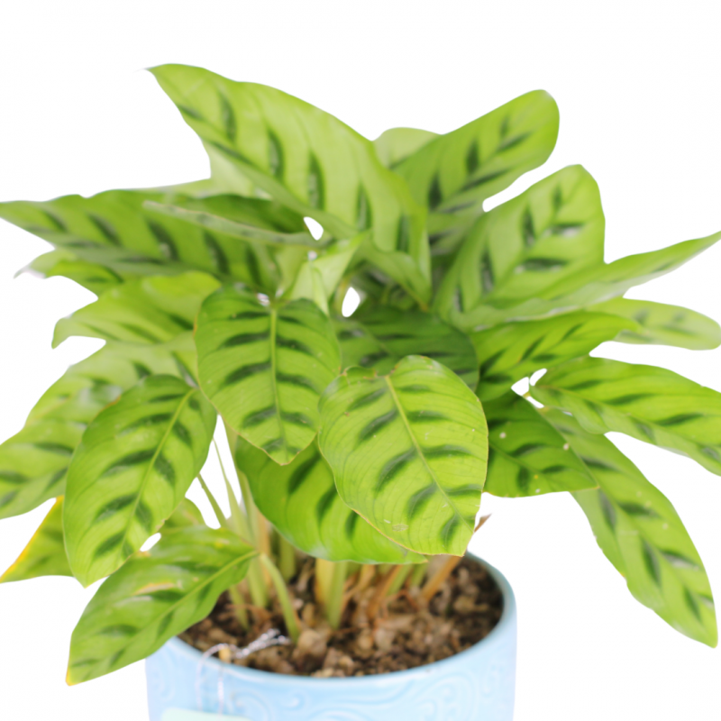 Calathea Leopardina plant