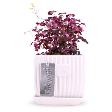 Planta de Oxalis Triangularis: Trébol Morado