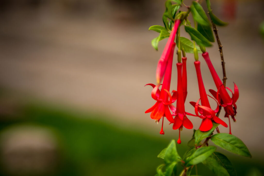 La Cantuta es la Flor Nacional del Perú - Kukyflor.com
